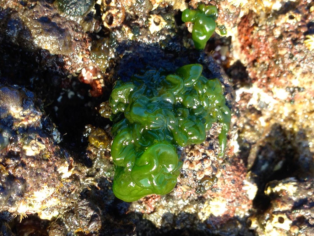 Rafael Microfauna Marina: Calothrix crustacea (Cianobacterias)