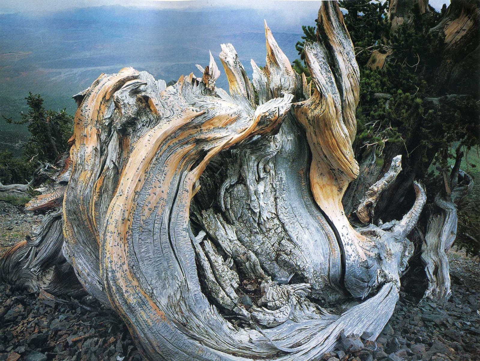 Nature Photos: Nature Photographer David Muench