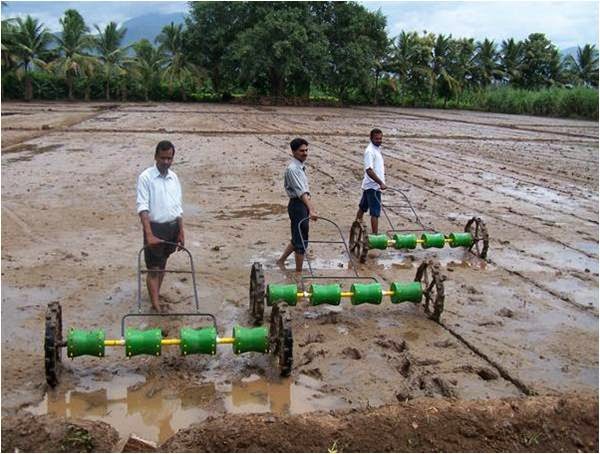 Anything and Everything: SOWING MACHINES IN RICE