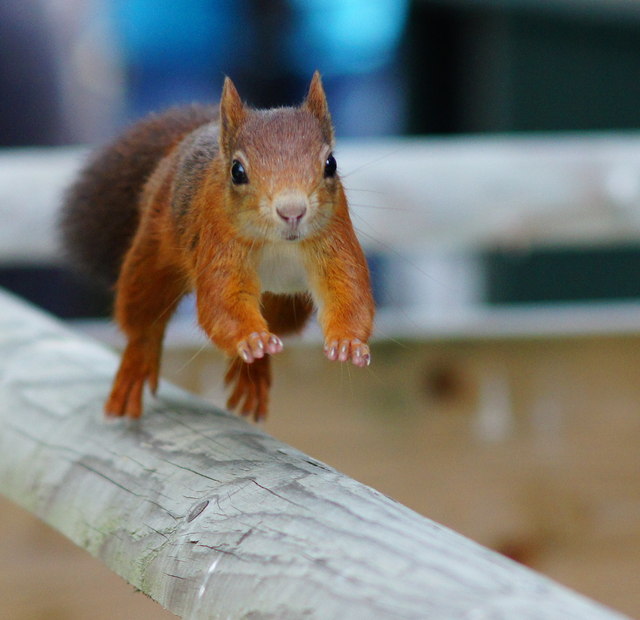 Roots, Branches, and a Few Nuts: Chasing Squirrels Leads to BIG Find