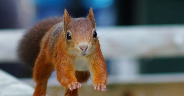 Roots, Branches, and a Few Nuts: Chasing Squirrels Leads to BIG Find