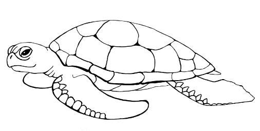 Tortuga Marina Para Colorear Imagui