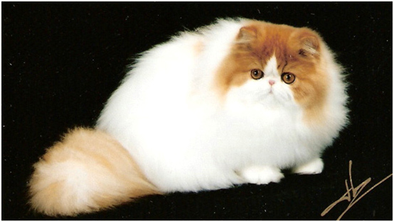 Persian cats breed: Persian Cats Breed