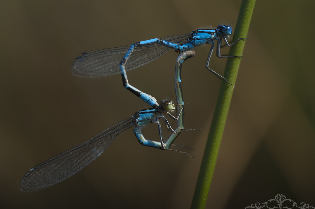 Libélulas. Mundo acuático (1ª parte) ~ La magia de la luz