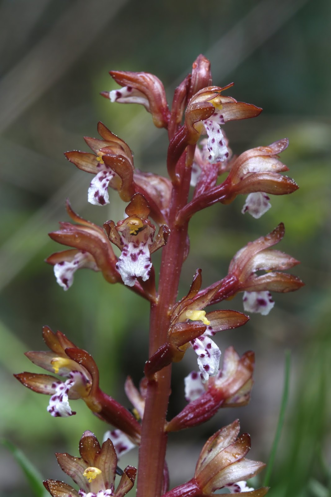 Native Orchids of the Pacific Northwest and the Canadian Rockies (and ...