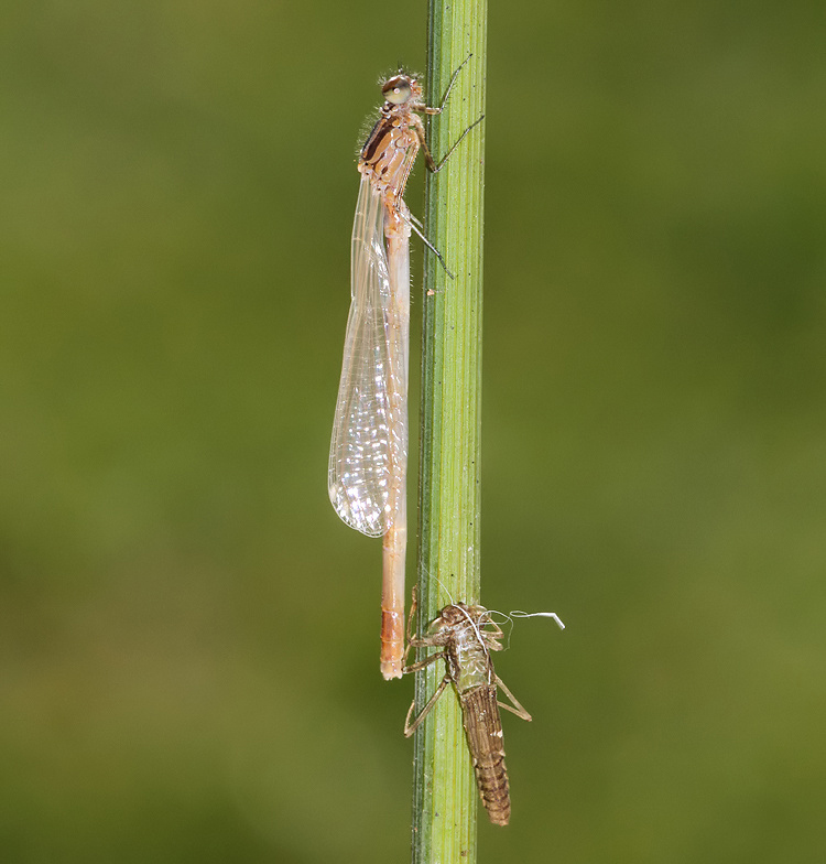 Kent Dragonflies: A Variable Damselfly Emerges.