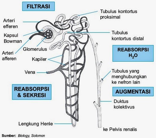 Proses - Proses di dalam Ginjal ( Proses Pembentukan Urine ) | Seul Blog