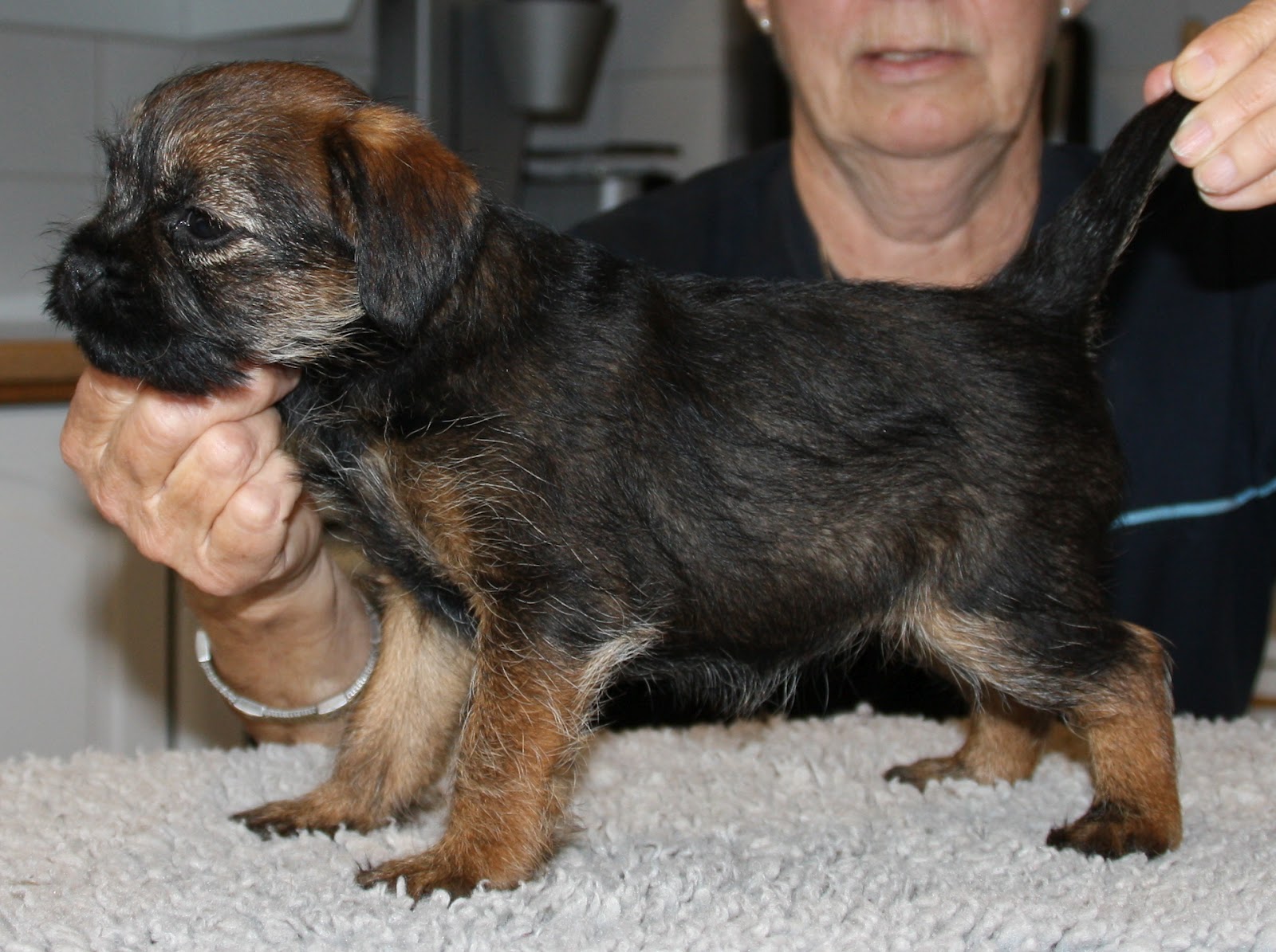 TOJTAS KENNEL: BORDER TERRIER VALPAR 7 VECKOR
