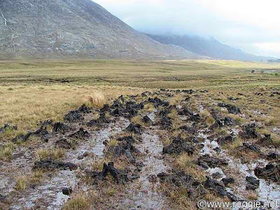 French Vocabulary Illustrated: tourbière