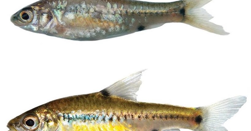 Species New to Science: [Ichthyology • 2018] Enteromius walshae • A New ...