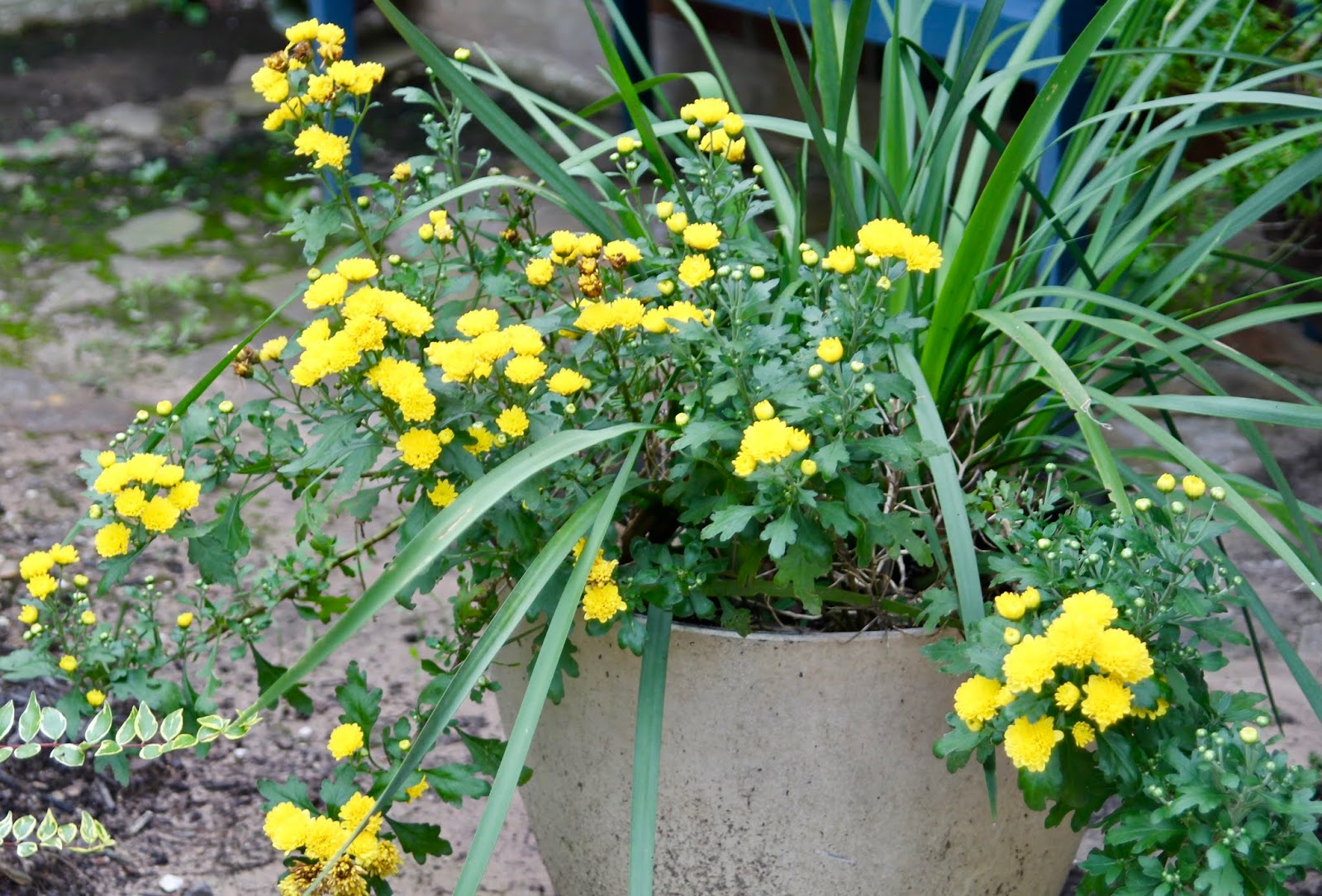 Garden Bloggers' Bloom Day - May 2019