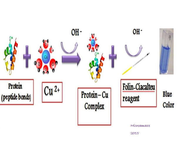 Microamaze: Protein estimation by Folin Lowry's method