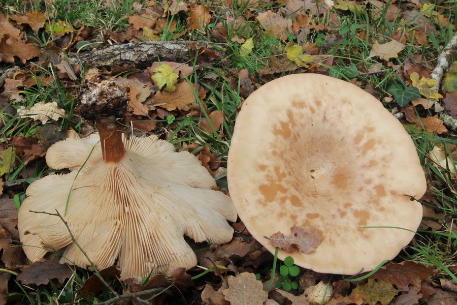 Observaciones de hongos de Navarra: Valle de Ollo. 16/11/2014