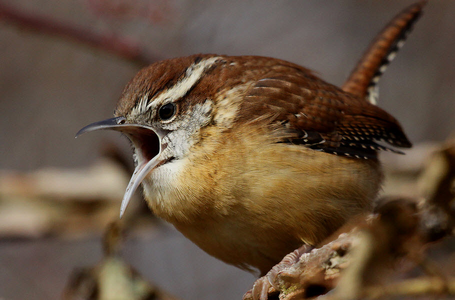 Carolina Wren | The Biggest Animals Kingdom