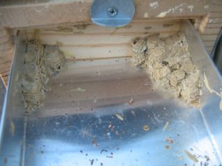 Do large tubes yield extra-large mason bees? - Honey Bee Suite