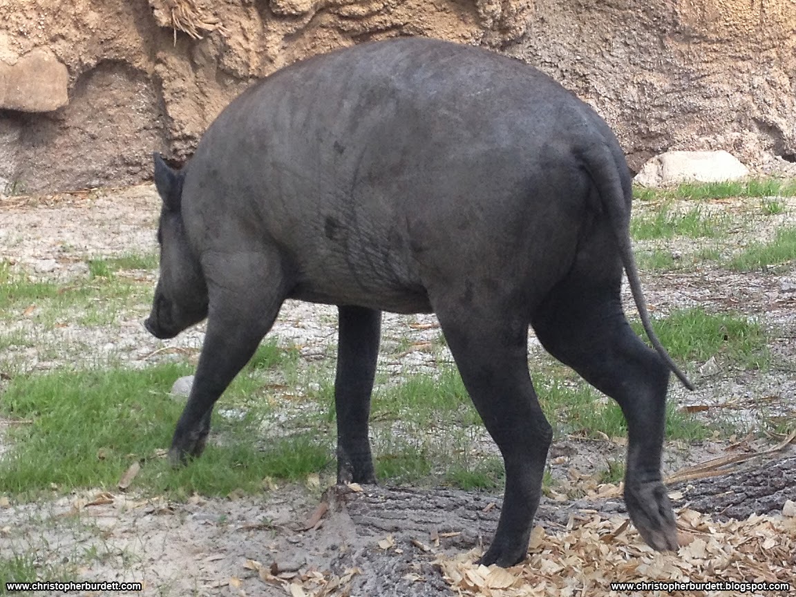 The DOODLES, DESIGNS, and aRT of CHRISTOPHER BURDETT: Babirusa Pigs for ...