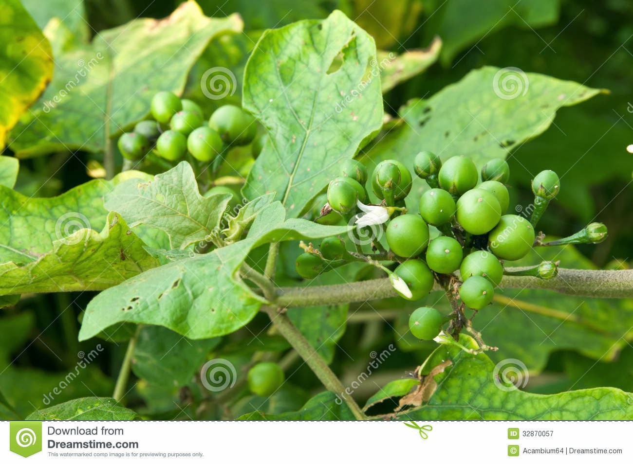Flora de Puerto Rico Ilustrada Papo Vives: SOLANACEAE SOLANUM TORVUM ...