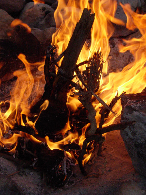 venado mestizo : Fuego nuevo