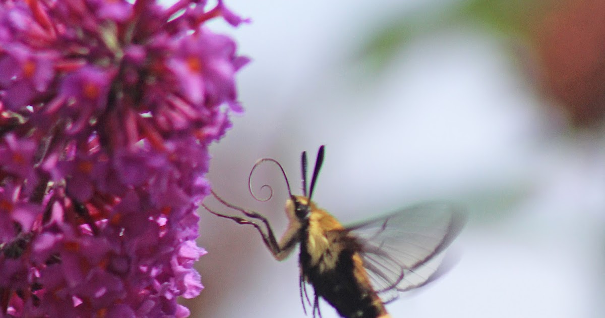 La Cresta Critters: Snowberry Clearwing/Bumblebee Moth