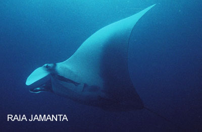 Mundo do Mergulho: Condrictes: Os Peixes Cartilaginosos