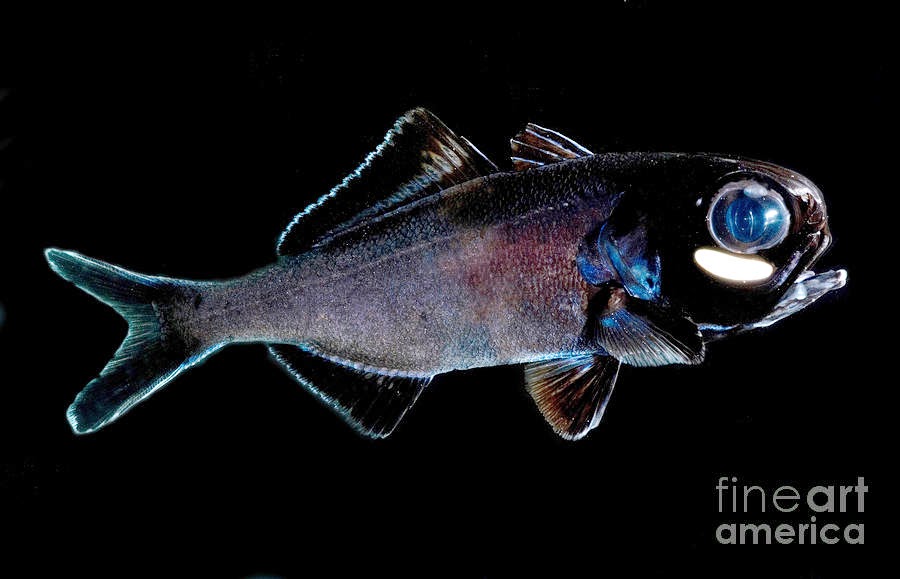 FLASHLIGHT FISH photos - wallpapers | the fun bank