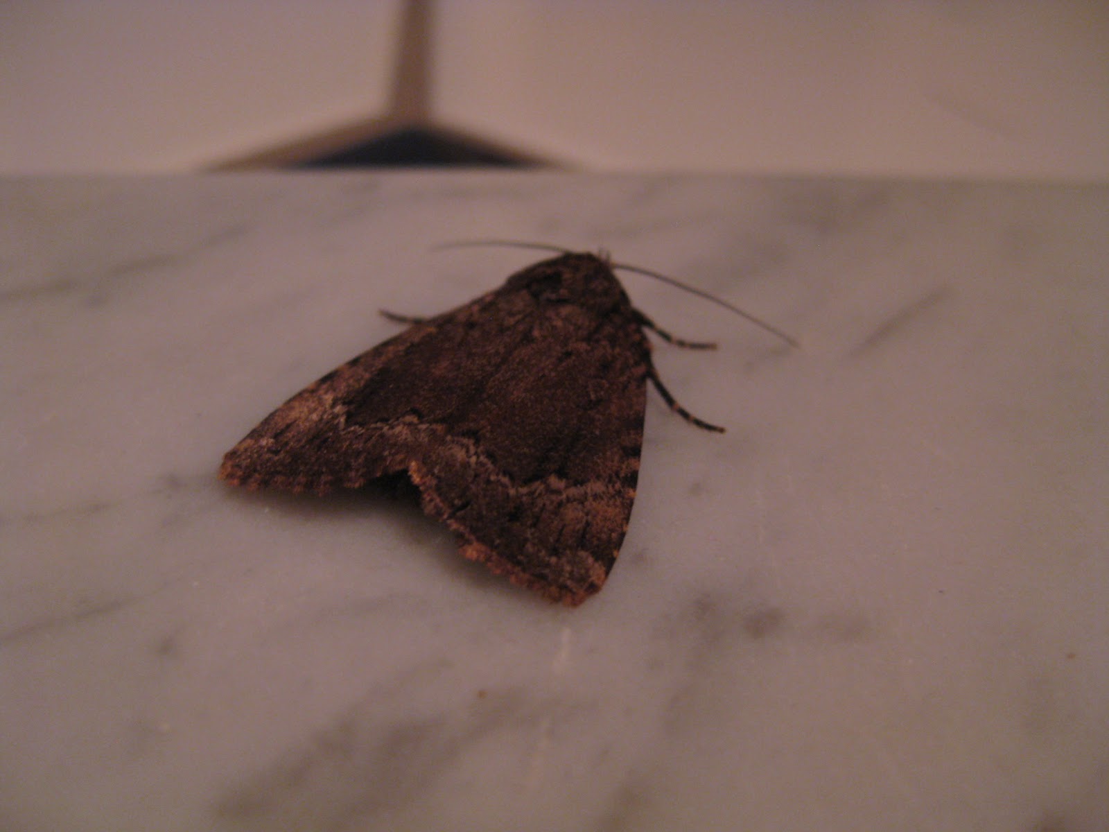 WHS AP Bio 2012: Byrne: 2 morphologically distinct life stages of an ...