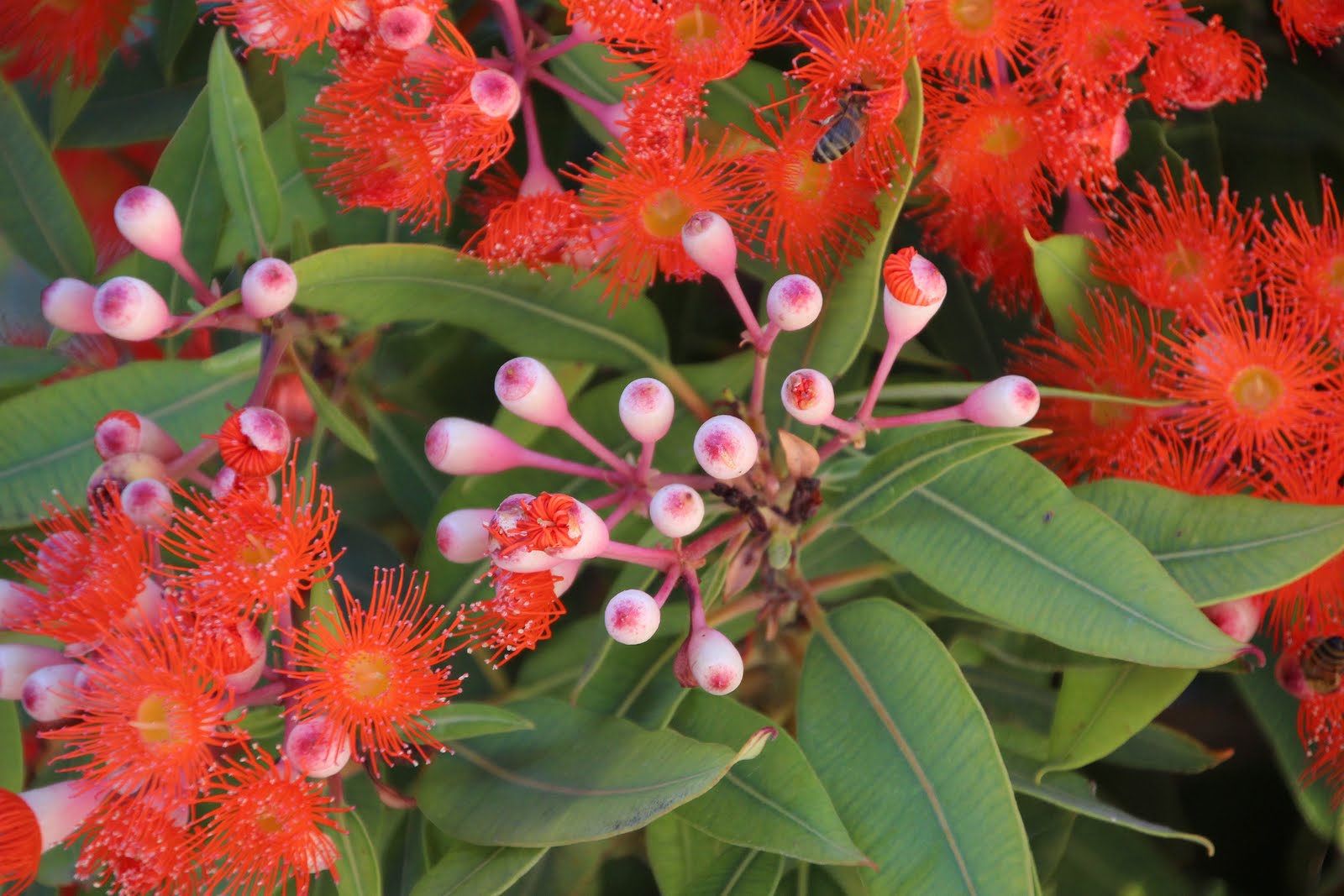 garden delights: TODAY'S FLOWERS - Australian Natives