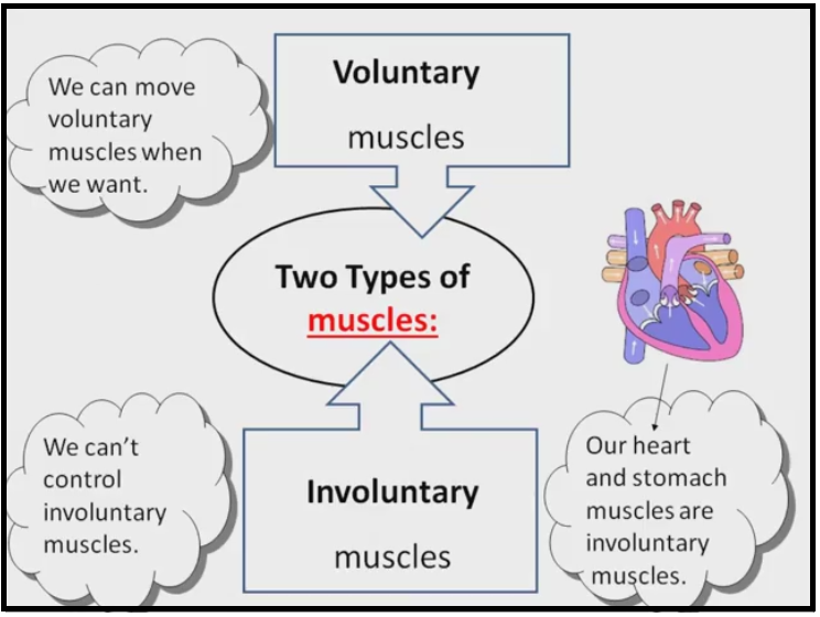 sagraduadamao3english: HUMAN BODY