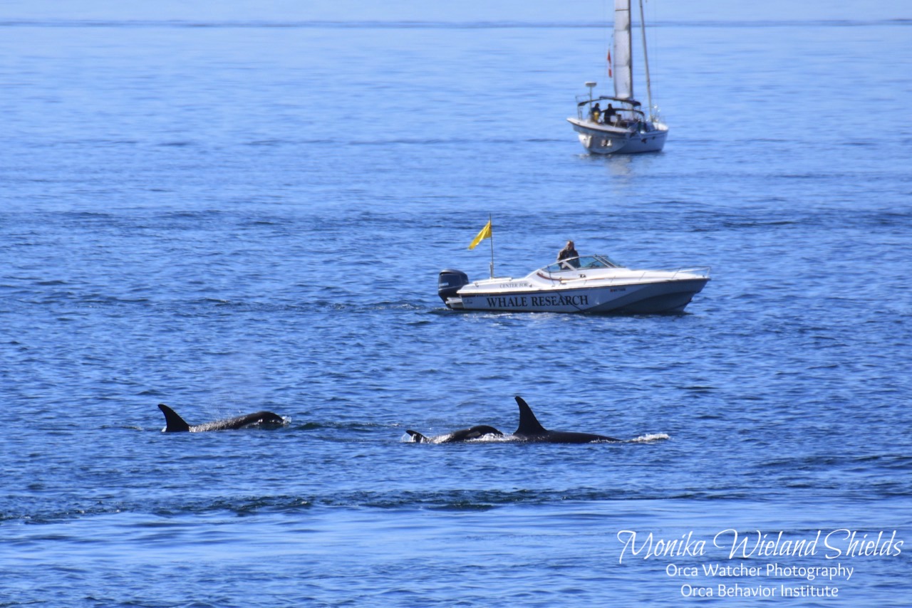 Orca Watcher: An update on J35, J50, and the rest of J-Pod
