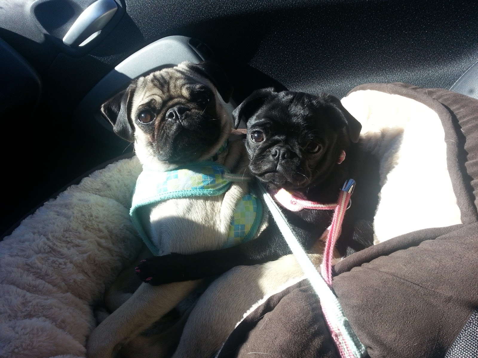 two spoiled pugs: riding in cars with pugs