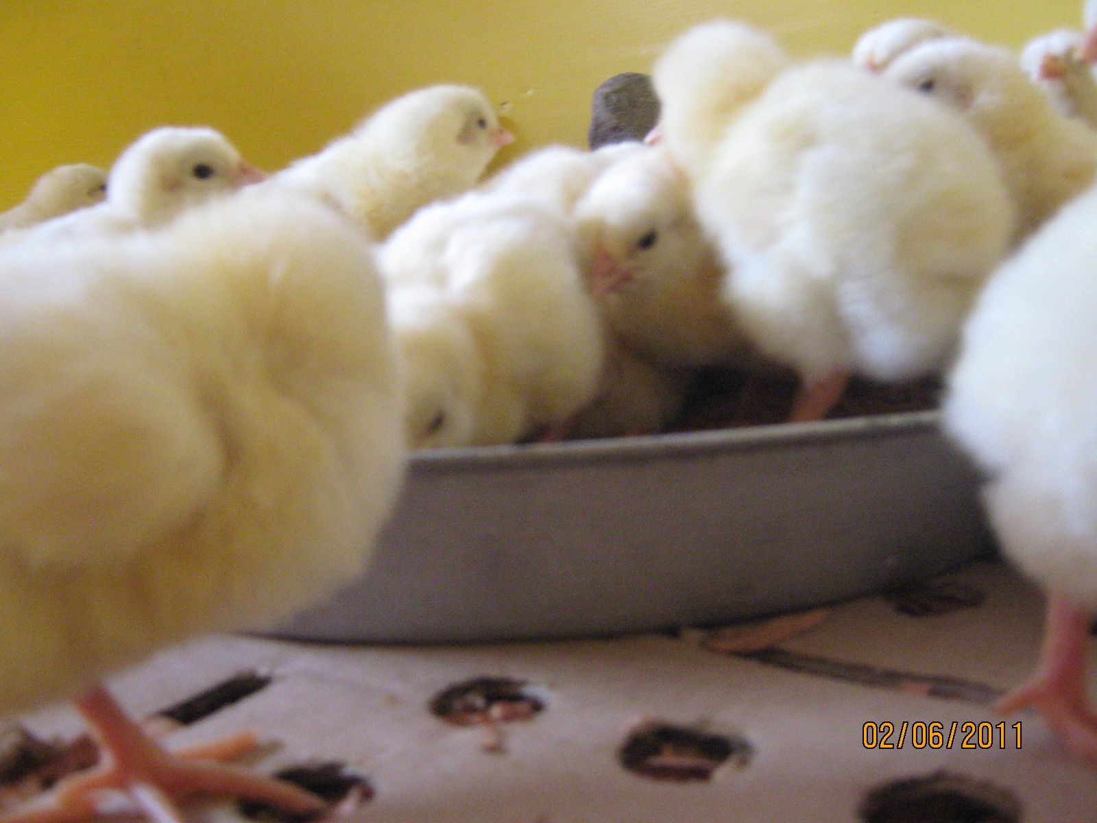 Lia: Proyecto de Crianza de Pollos COBB 500