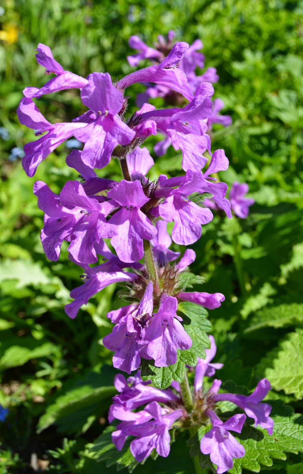 Lavendia: Gredelin