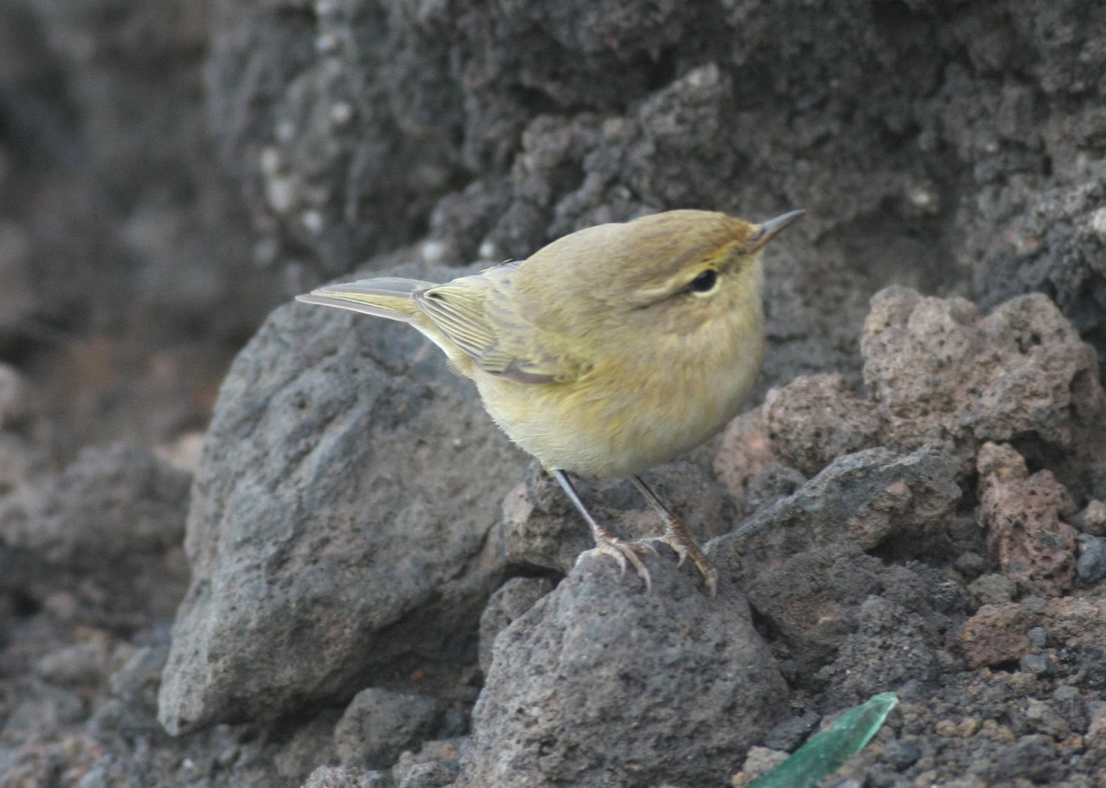 La Palma Birds: Chiffchaff