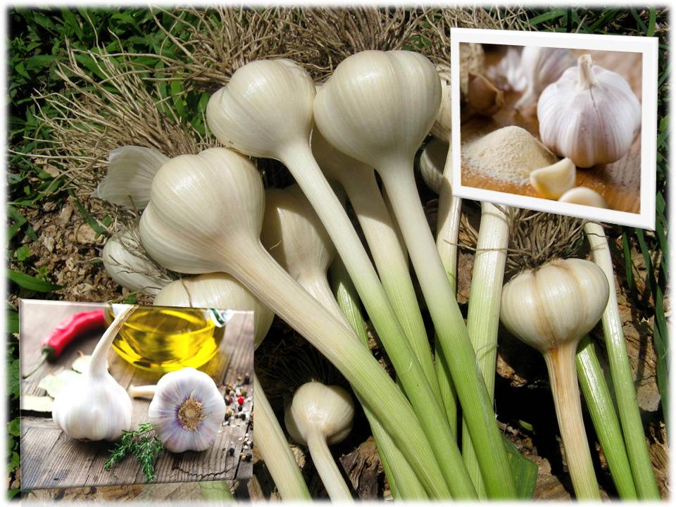 AJO, SABOR, ALIMENTO Y MEDICINA