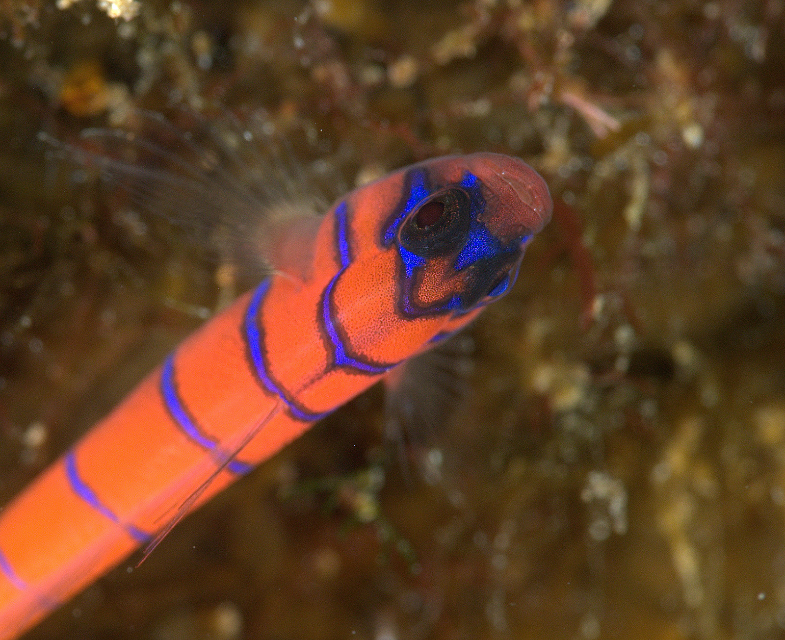 The Best of Underpressure Photography: Bluebanded Goby- Sea of Cortez ...