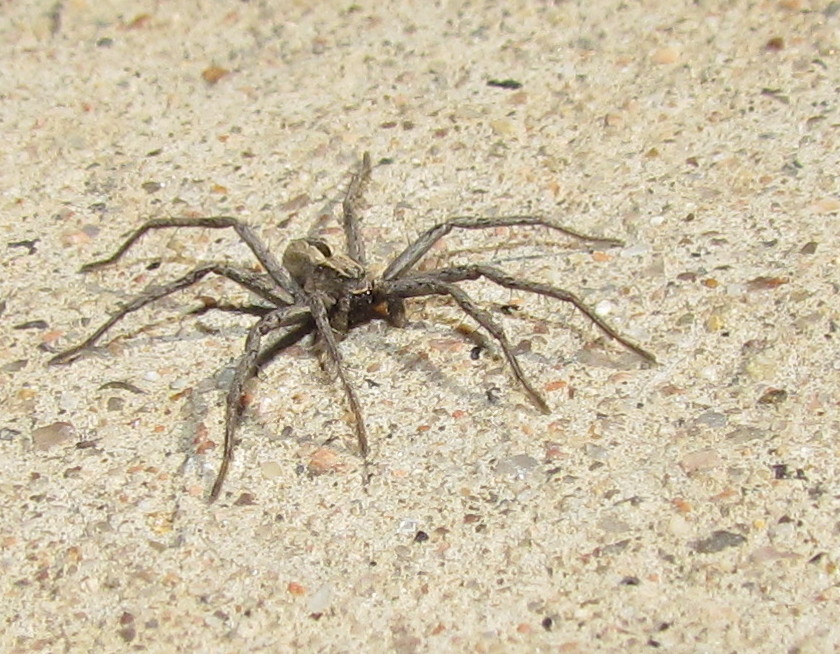 Bug Eric: Spider Sunday: Spring Spiders