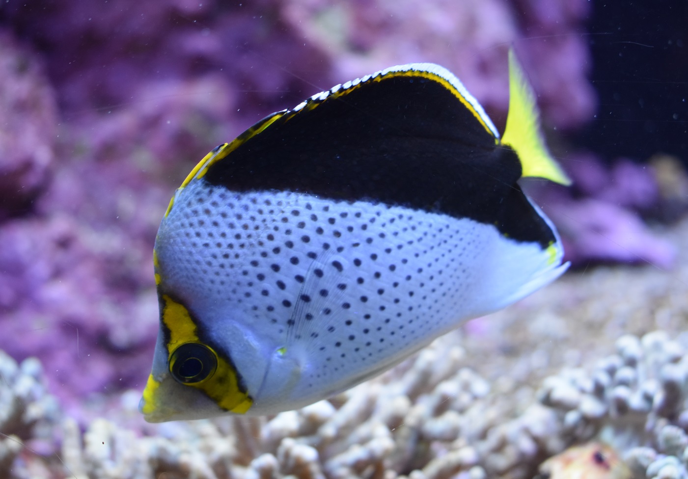 ZOOTOGRAFIANDO (6.100 ANIMALS): PEZ MARIPOSA HAWAIANO (Chaetodon tinkeri)