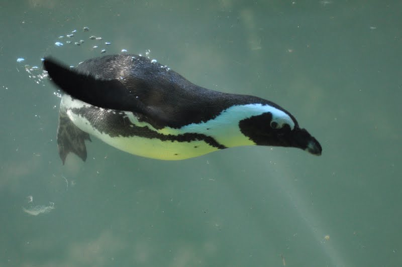 ZOOTOGRAFIANDO (6.100 ANIMALS): PINGUINO DEL CABO / AFRICAN PENGUIN ...