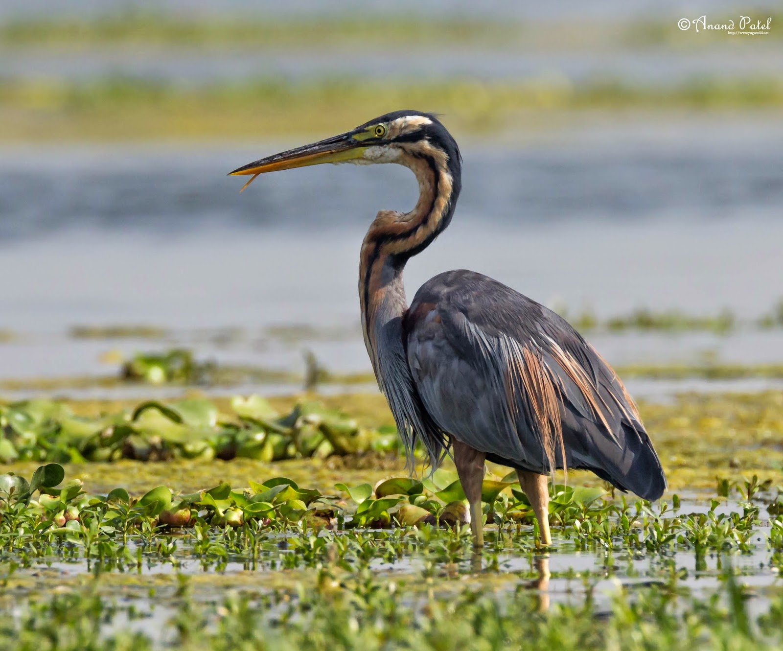 Purple Heron | YuGWoRLD
