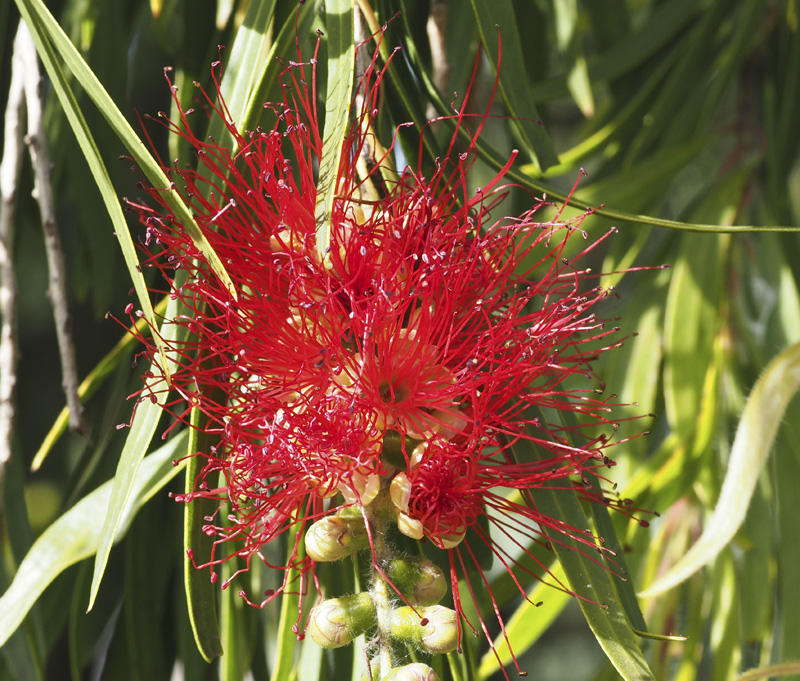 Flora ornamental, hortícola y medicinal.: Callistemon viminalis ...