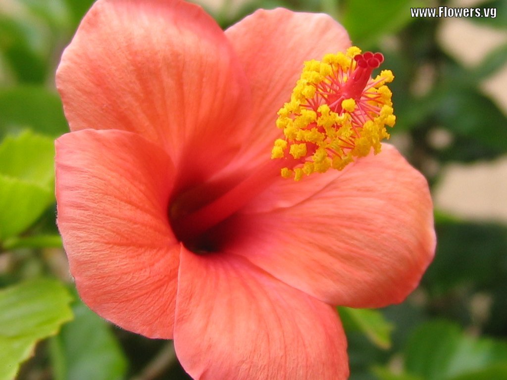 Flower Homes: Hibiscus Flowers..