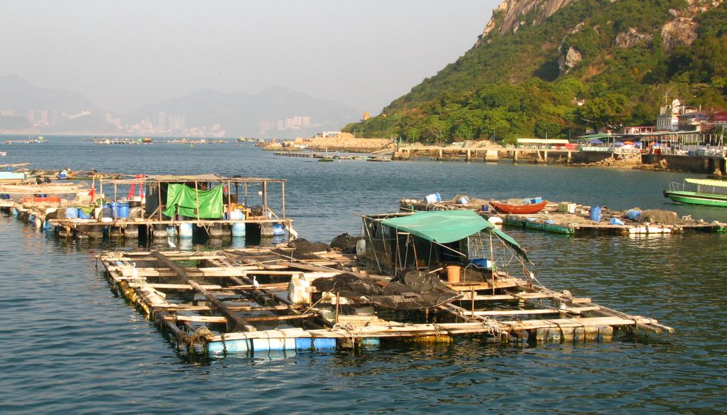 Musings on Life in Hong Kong: Fish farms on Lamma Island