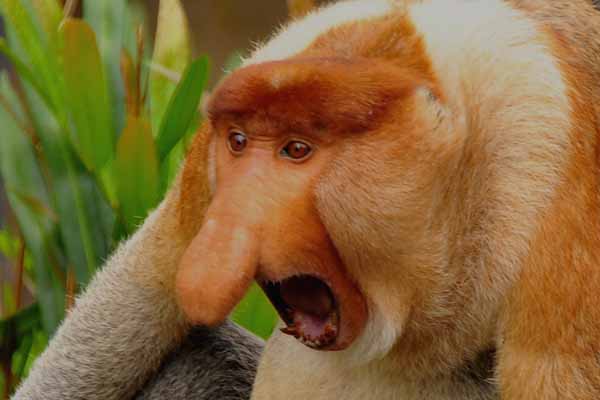 HQ Wallpapers: Proboscis Monkey Wallpapers