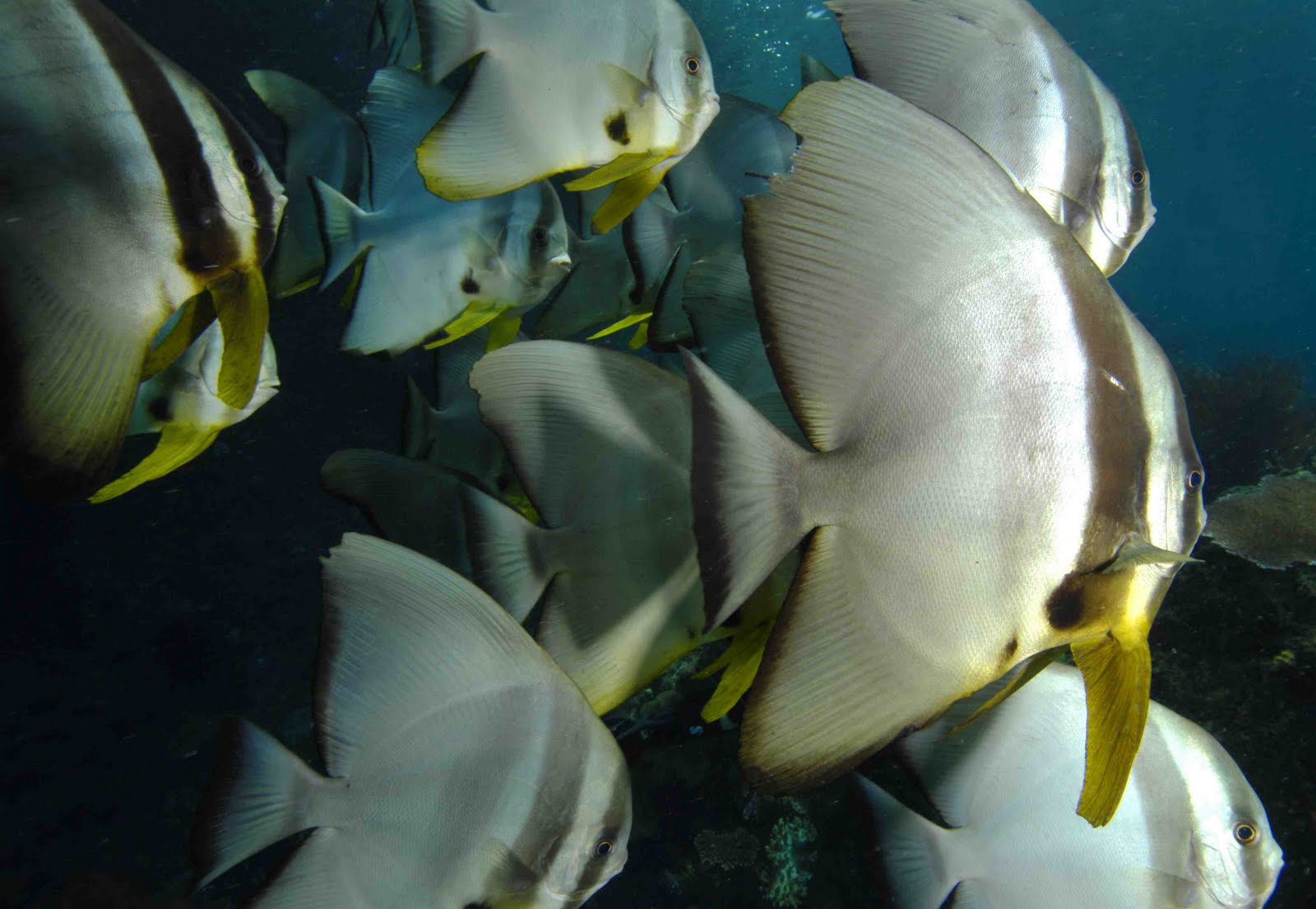 My Deep, Blue View: An AMAZING Day!!!!!