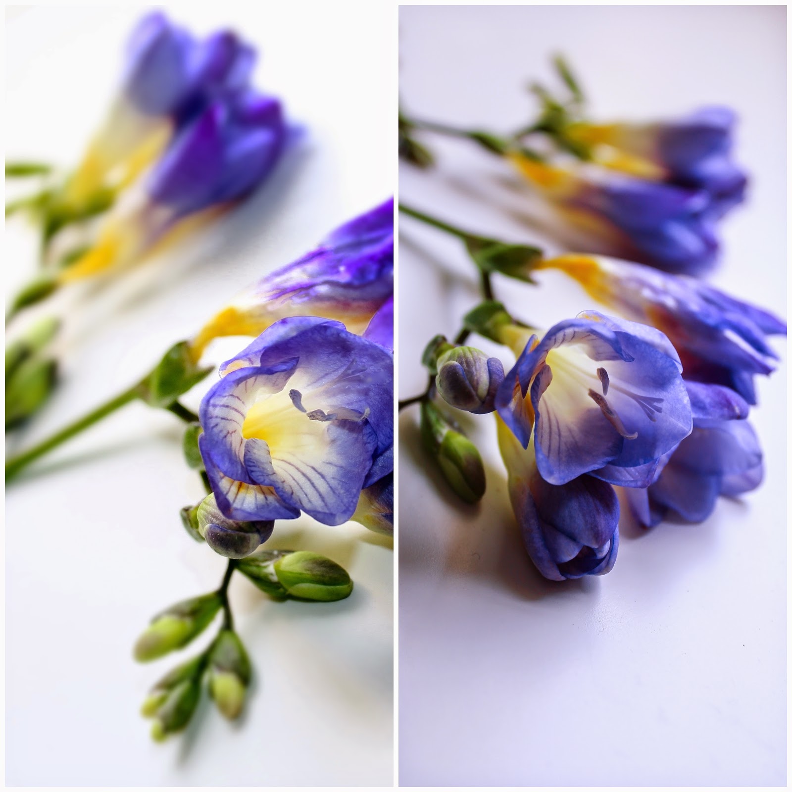 CUT and DRY : Flowers