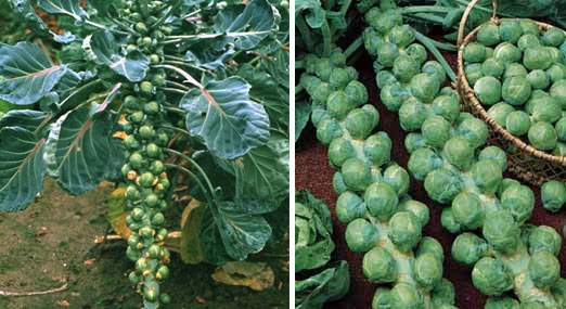 Seminte si plante de gradina hobby: Varza de Bruxelles