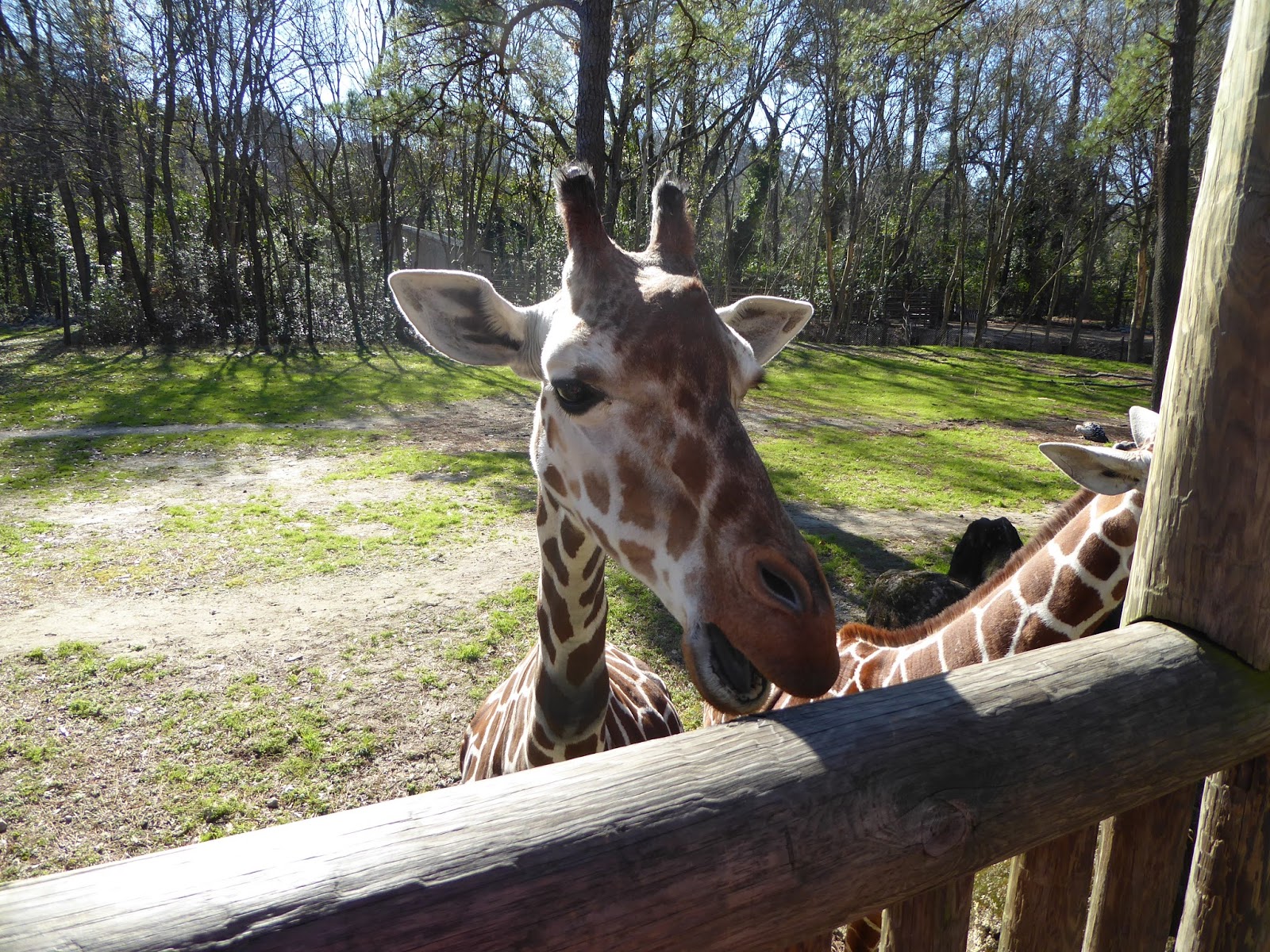 Everyday Blessings: Riverbanks Zoo - Field Trip