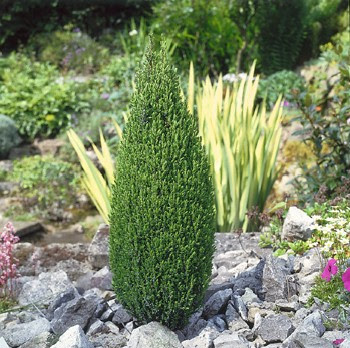 ARTE Y JARDINERÍA : Juniperus. Elegancia perenne. ( Primera parte)