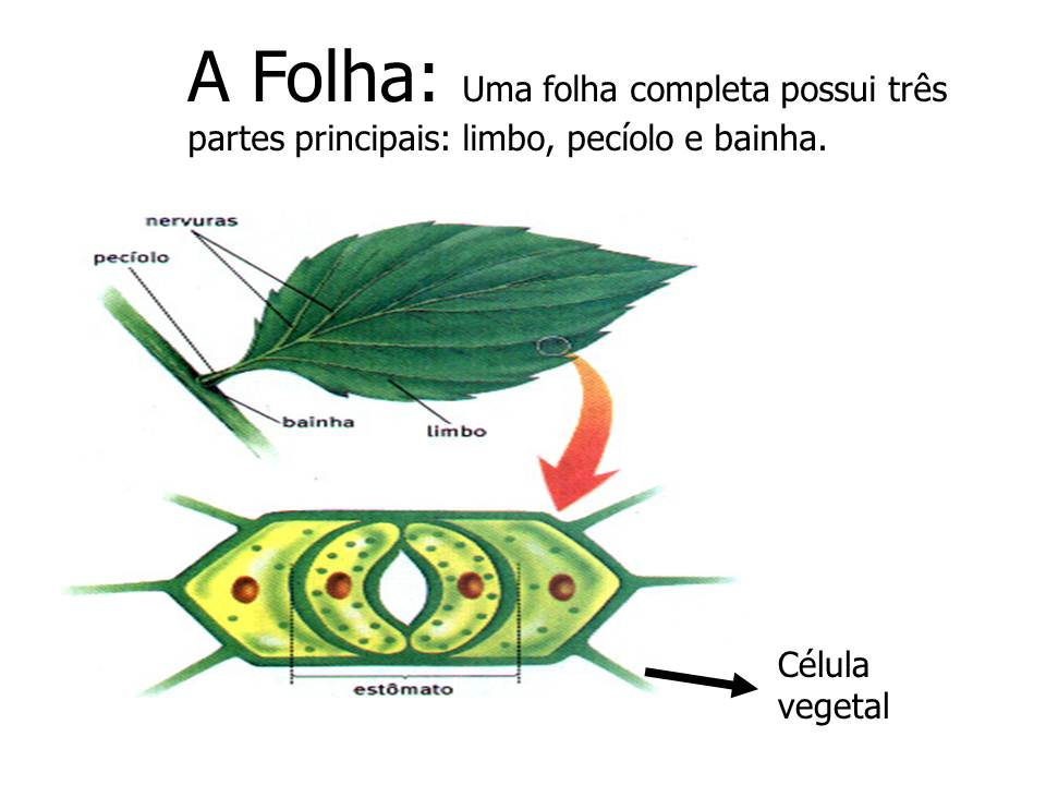 BIOLOGIA NA VIDA: AS FOLHAS DAS ANGIOSPERMAS