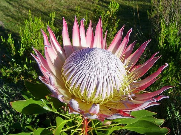 Llojet e luleve: 10 LULET ME TE PREFFERUARA NE BOTE